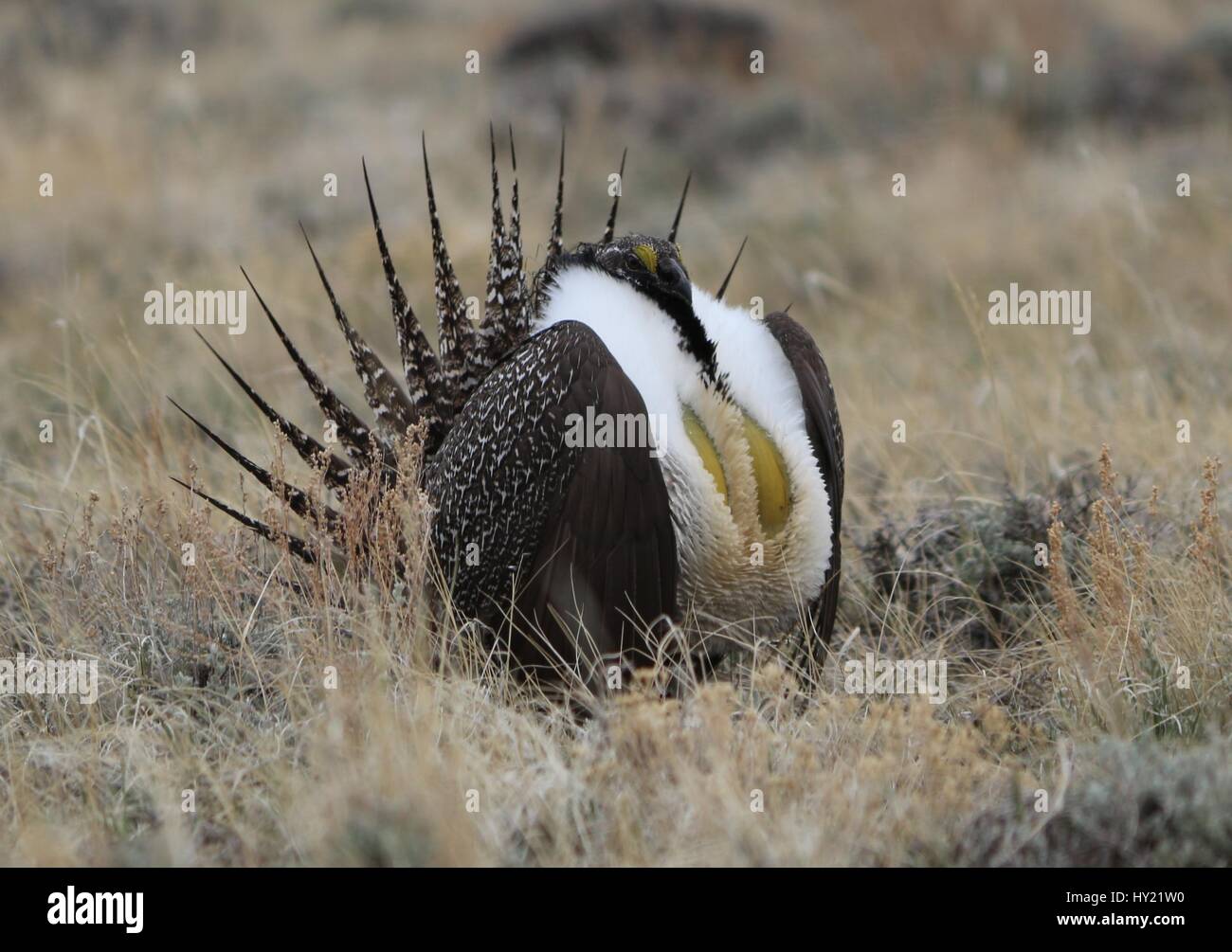 Greater Sage Grouse Wyoming High Resolution Stock Photography and ...