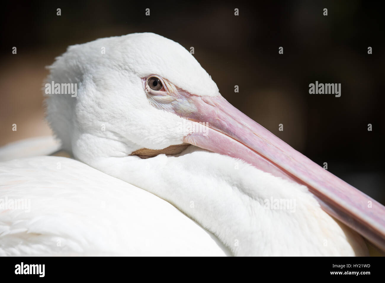 Close up pelican face eye beak hi-res stock photography and images - Alamy