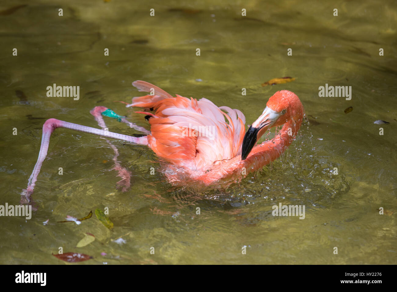 Close-up of a flamingo taking a bath. Cancun, Mexico Stock Photo - Alamy