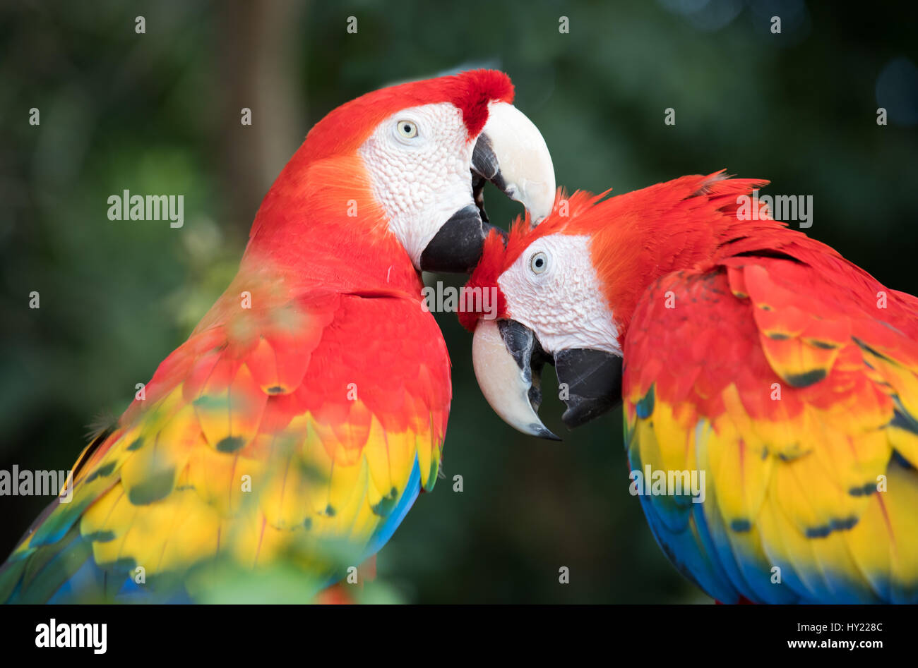 Close-up of a macaw grooming. Cancun, Mexico Stock Photo - Alamy