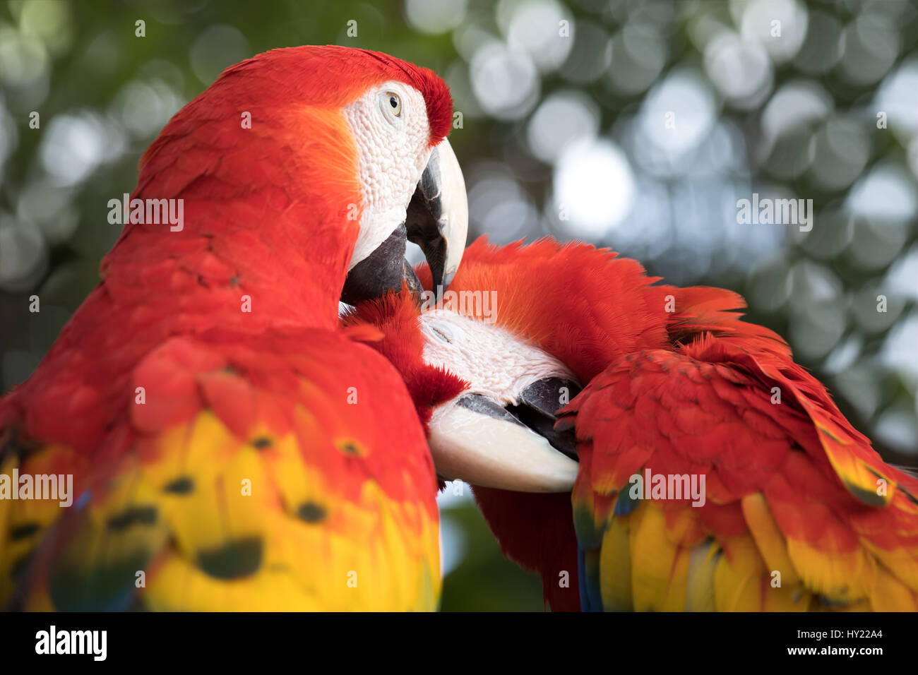 Close-up of a macaw grooming. Cancun, Mexico Stock Photo - Alamy