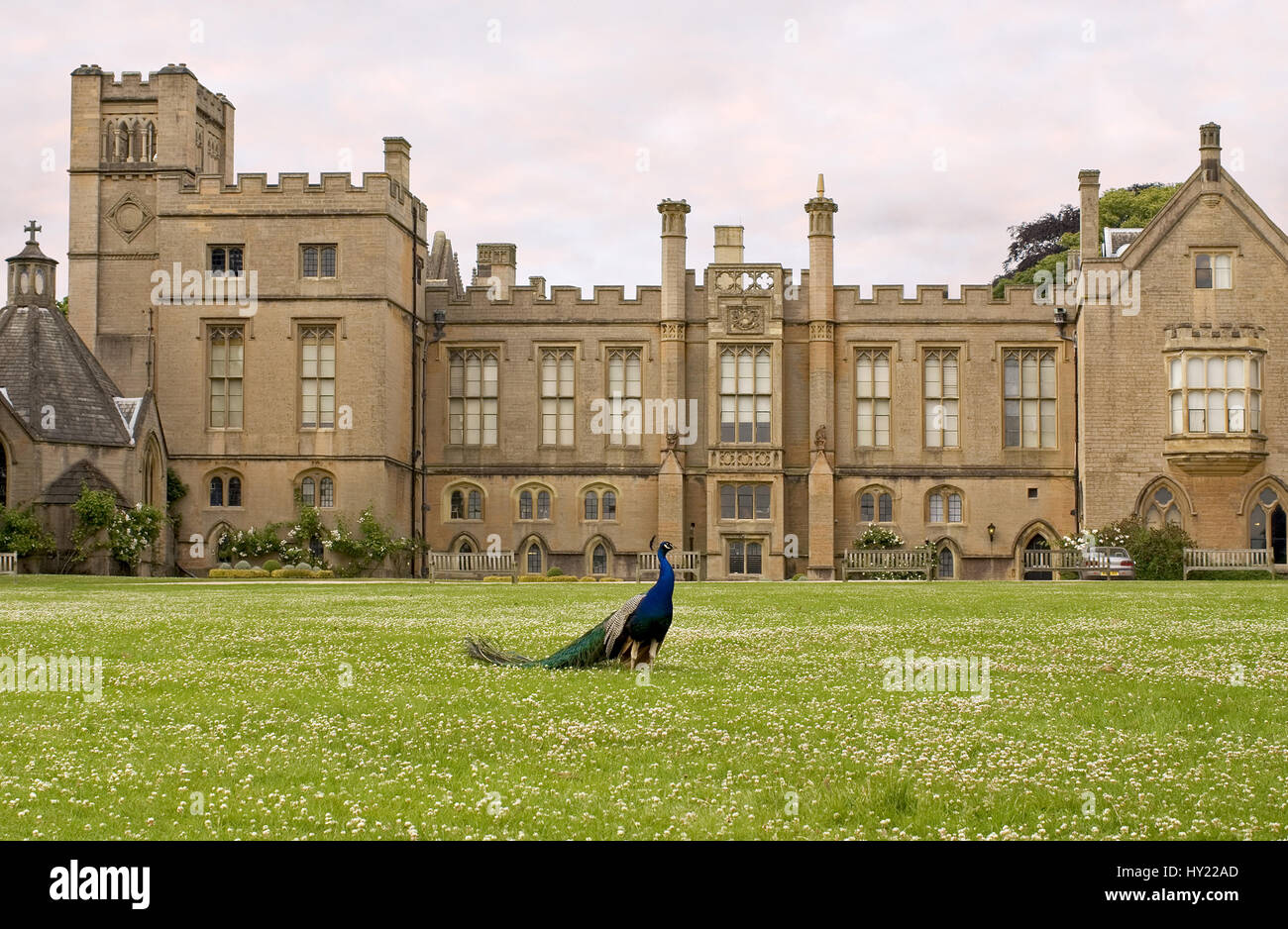 Newstead peacock High Resolution Stock Photography and Images - Alamy
