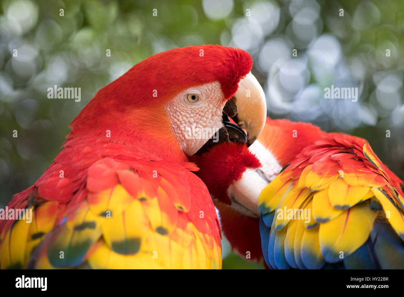 Mexico cancun couple hi-res stock photography and images - Alamy