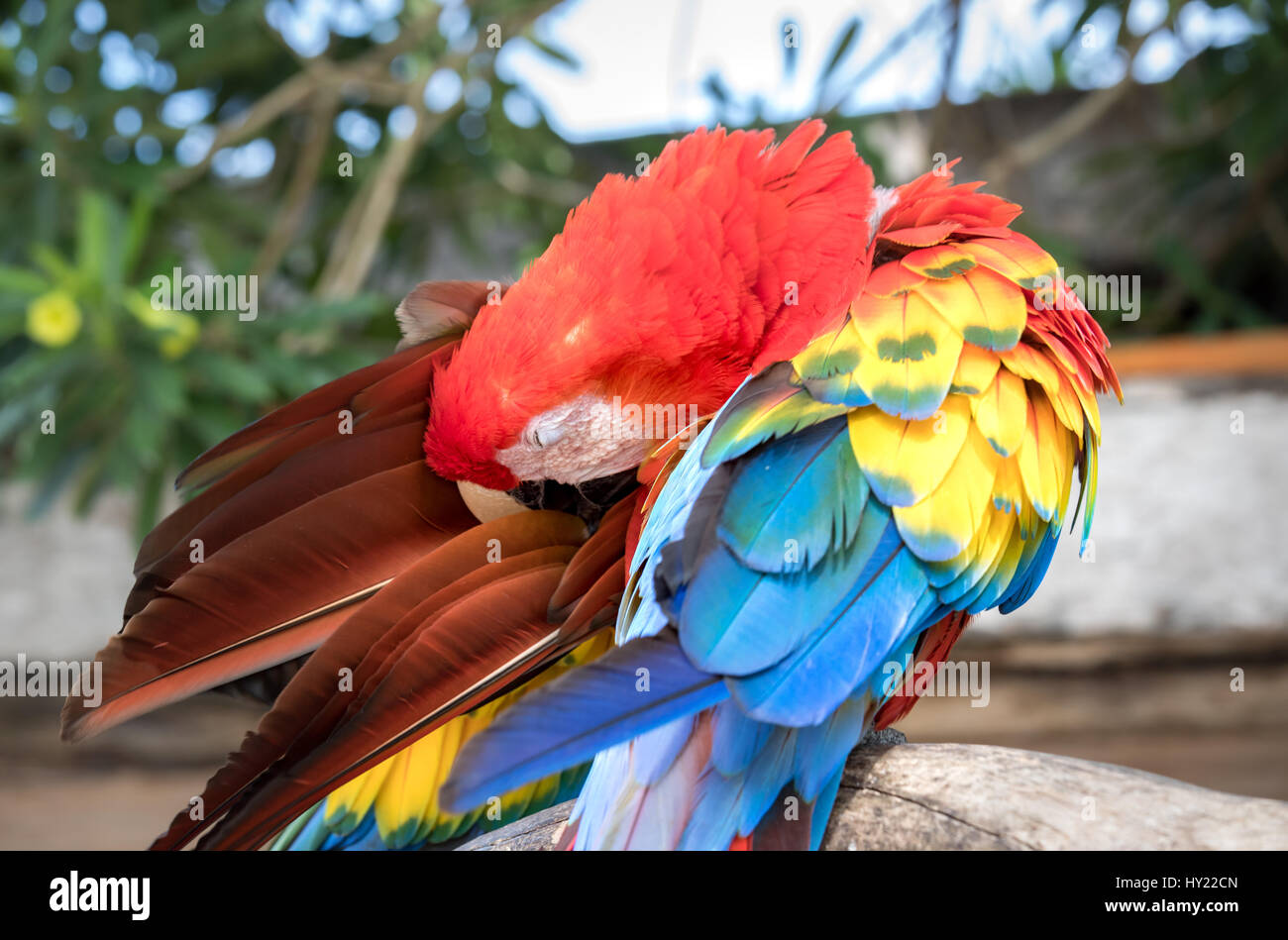 Close-up of a macaw grooming. Cancun, Mexico Stock Photo - Alamy