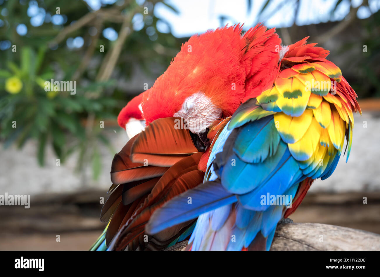 Close-up of a macaw grooming. Cancun, Mexico Stock Photo - Alamy