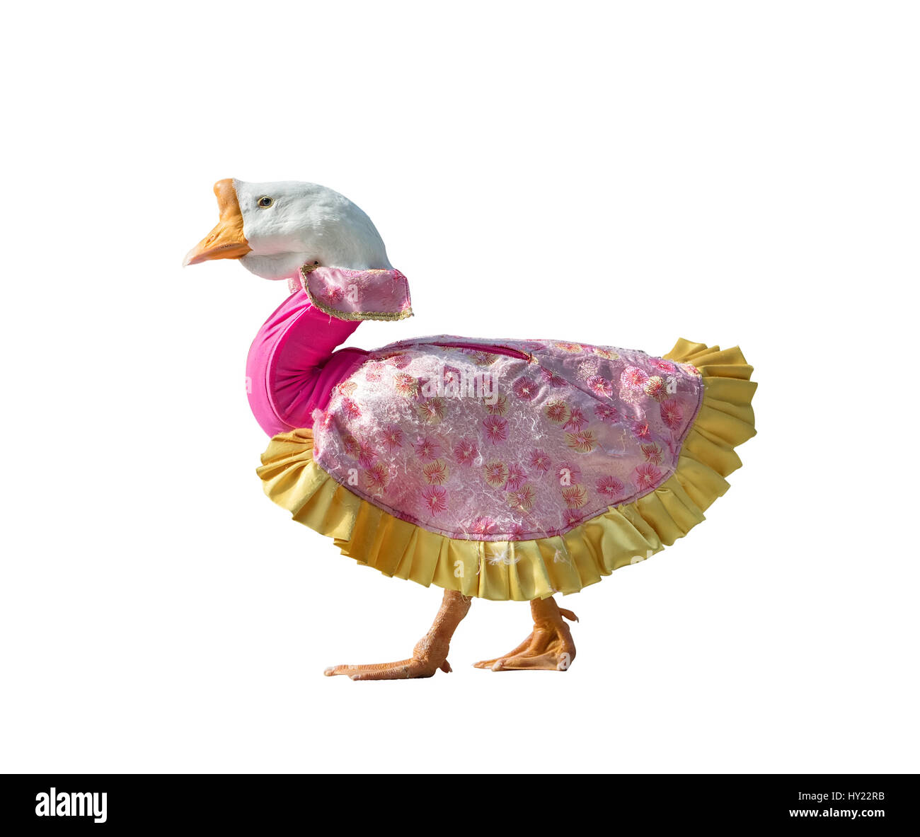 funny white goose dressed up in apron Stock Photo - Alamy