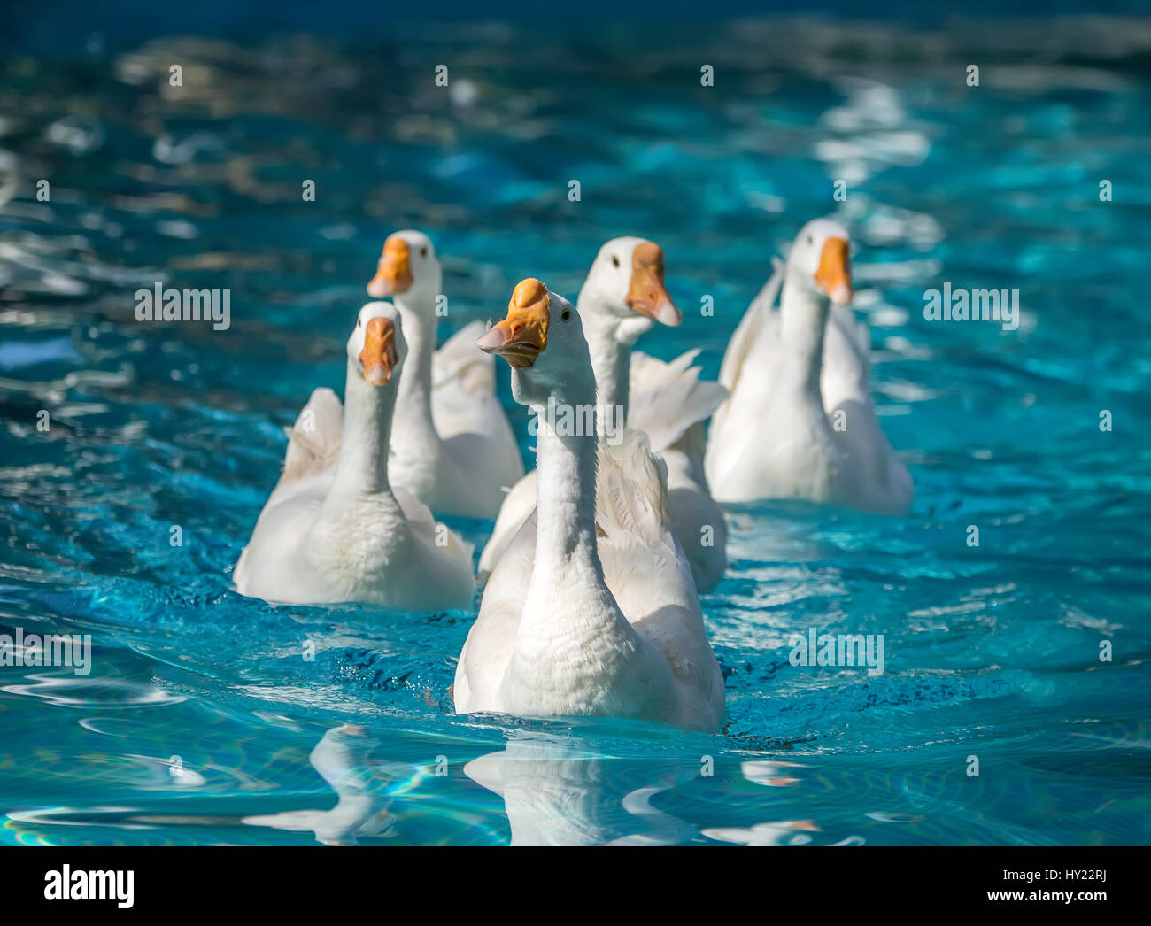 Toulouse geese hi-res stock photography and images - Alamy