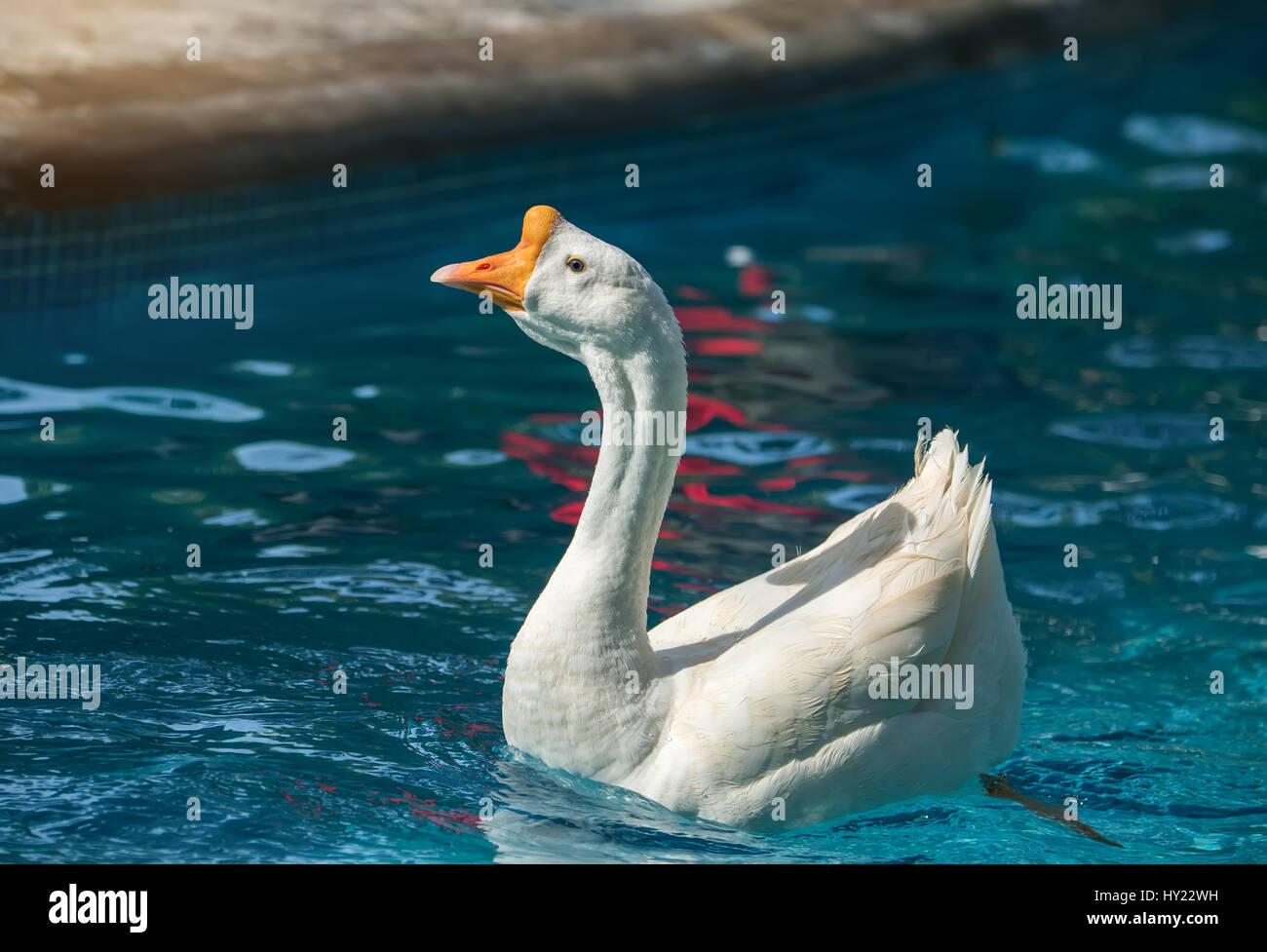 geese floating on the pond Stock Photo - Alamy