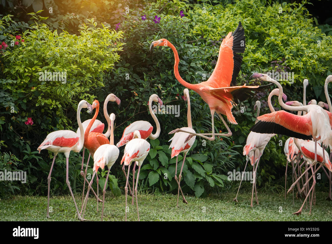 Flamingo birds standing Stock Photo - Alamy