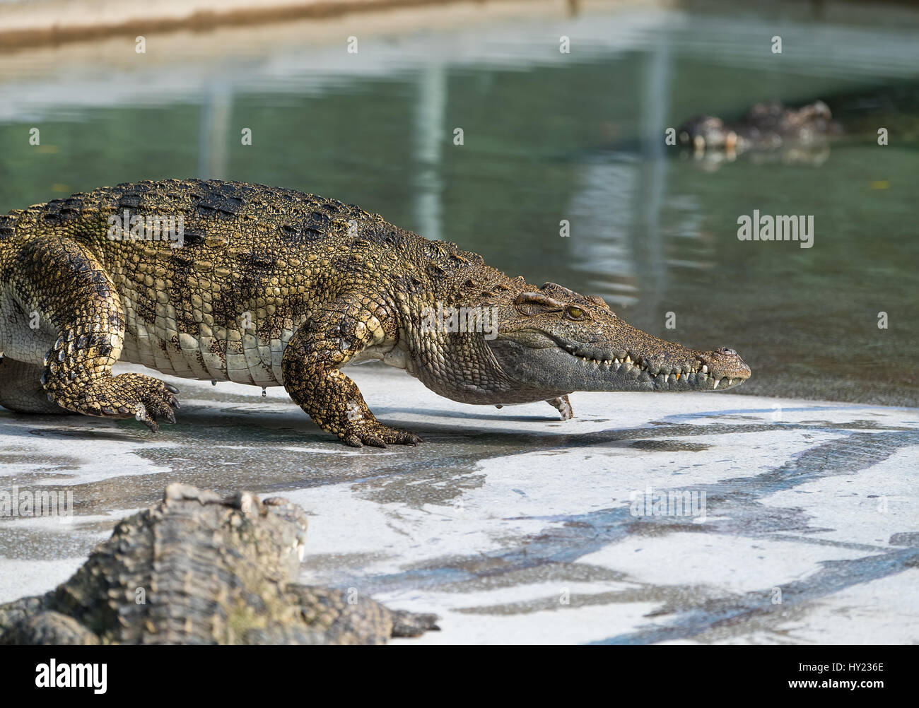 Saltwater crocodile in water hi-res stock photography and images - Alamy