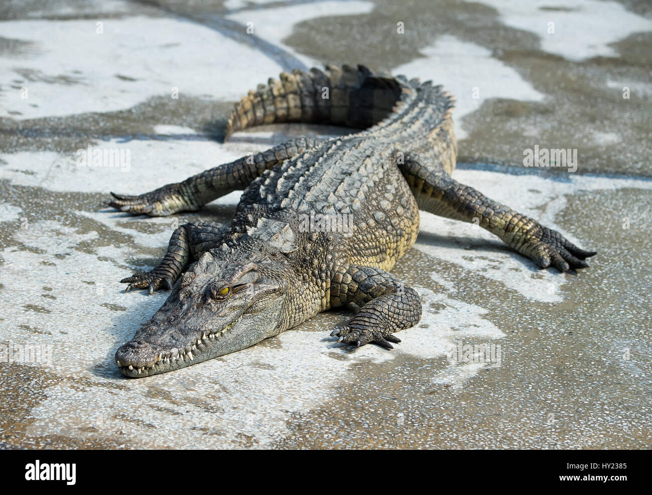 Crocodile by water Stock Photo - Alamy