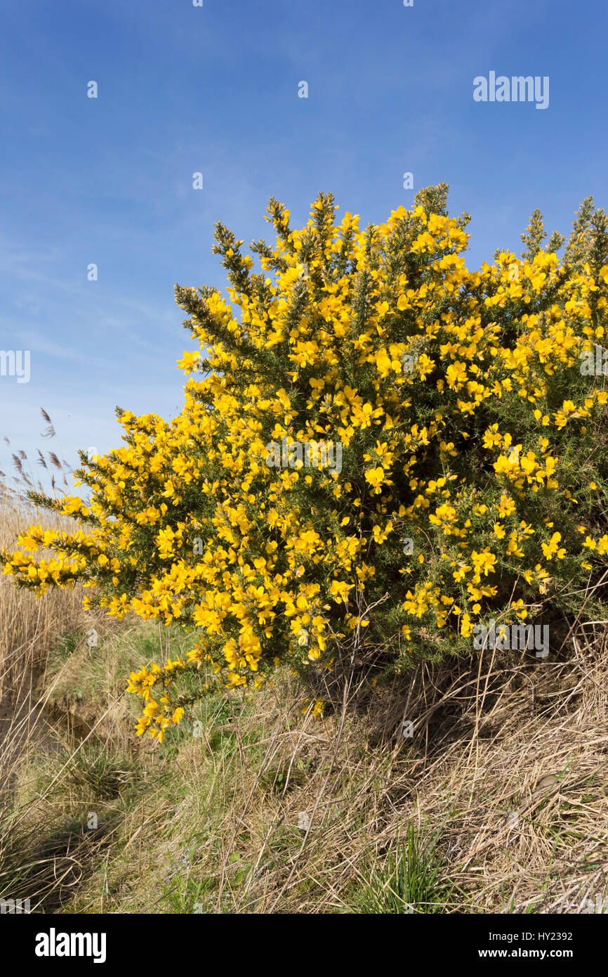 Flowering common gorse hi-res stock photography and images - Alamy