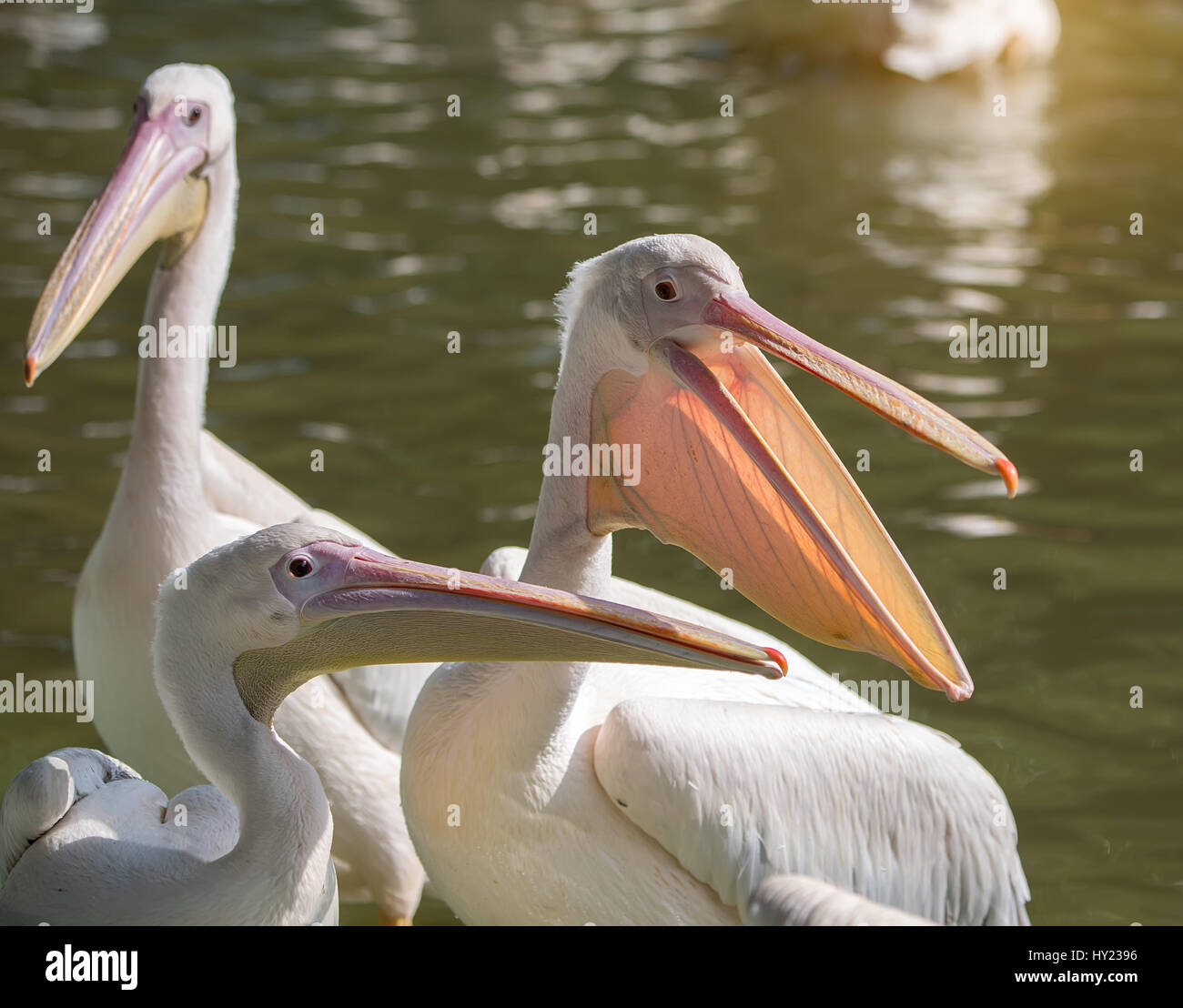 Feathered mouse hi-res stock photography and images - Alamy