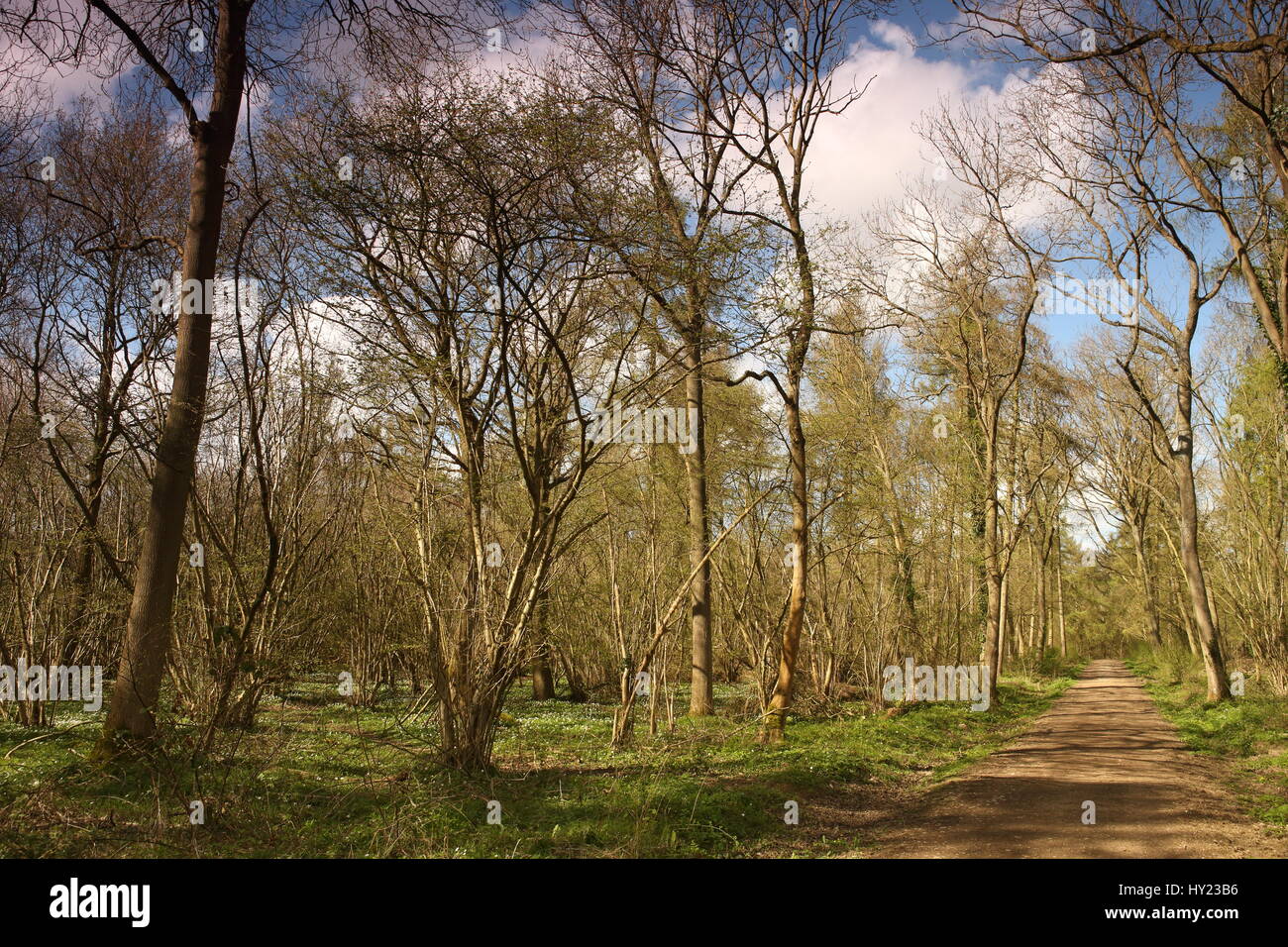 Woodland scene in Spring with path and blue sky with white cumulus ...
