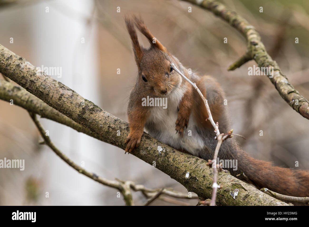 Cute young red squirrel sitting on tree branch, and get disturbed by a ...