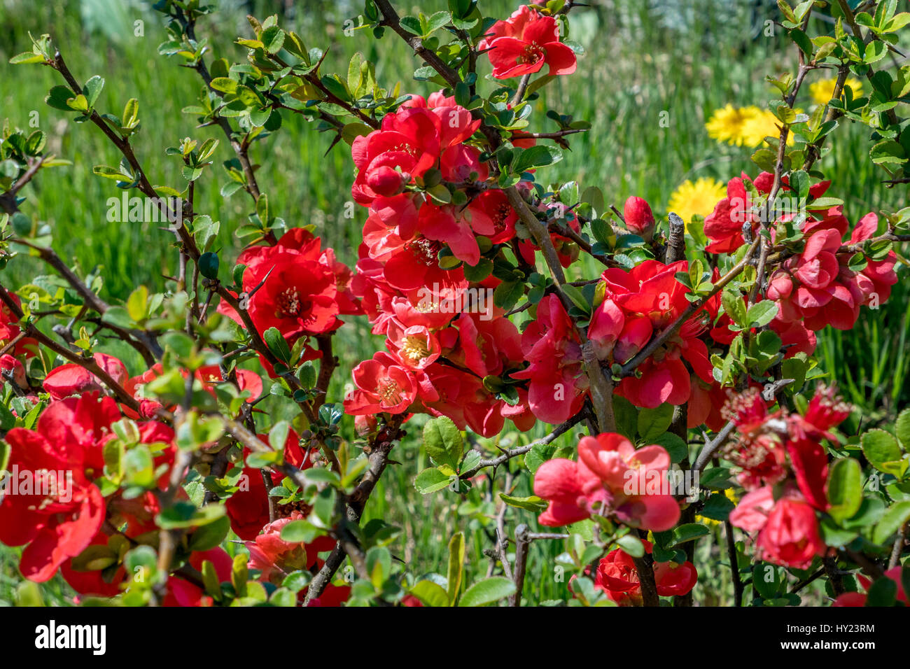 Red-blossoming false quince, ornamental shrub, Chaenomeles Stock Photo ...