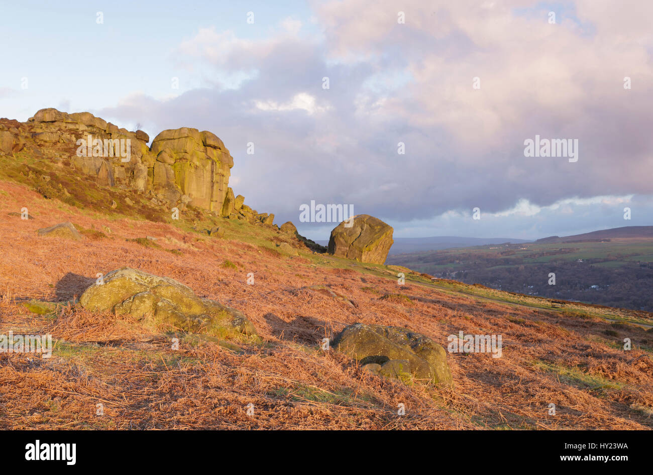 View of bracken and rocks on moorland habitat, Cow and Calf Rocks ...