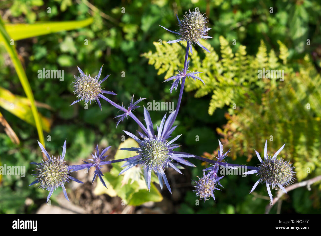Flower beds in the Millenium Garden at Burrow Farm Gardens, also known ...