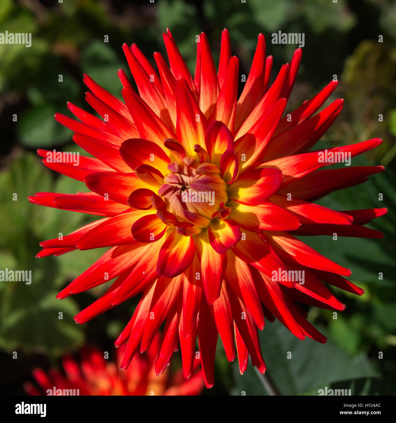 Axminster gardens hi-res stock photography and images - Alamy