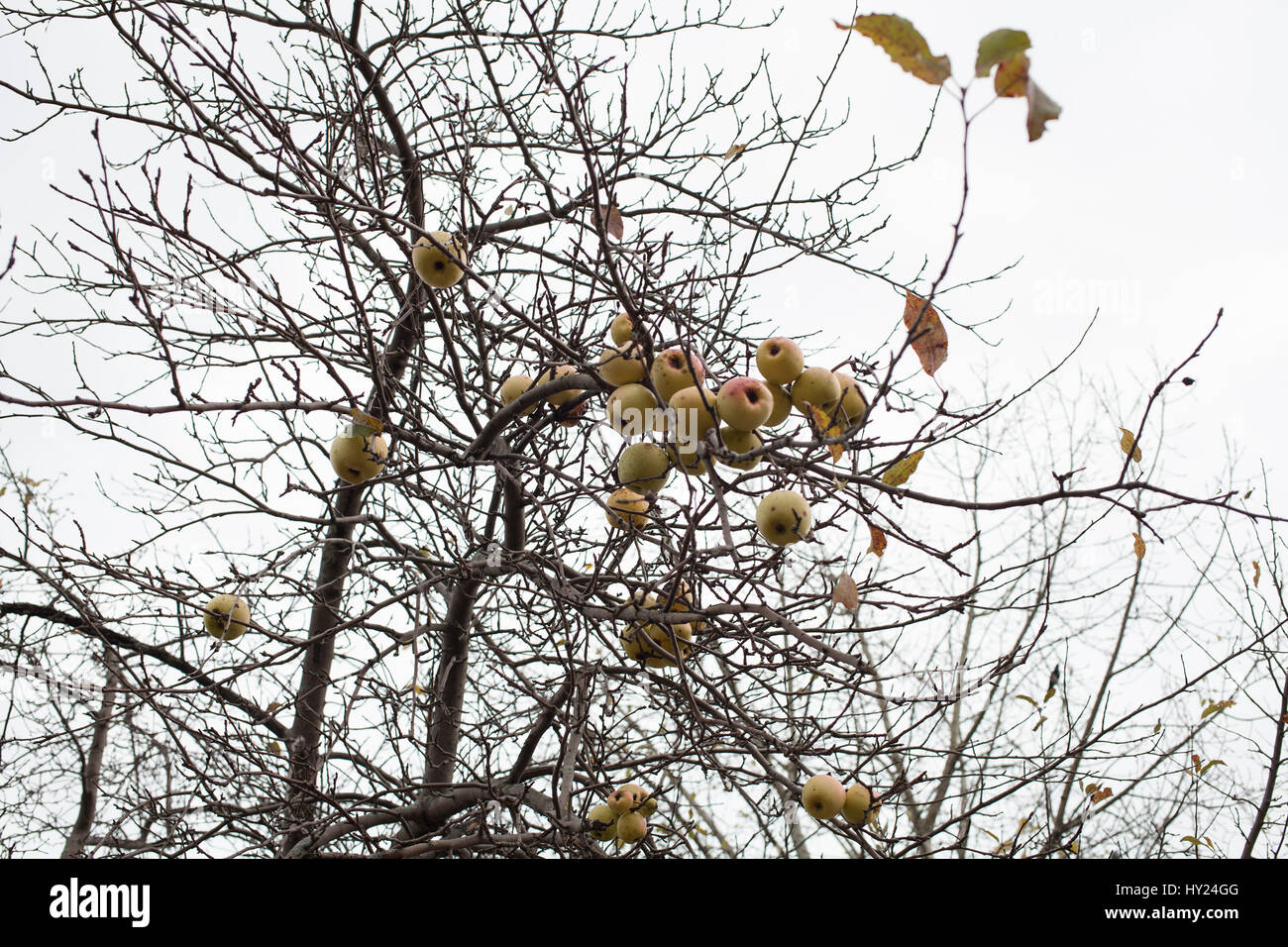 Unpruned hi-res stock photography and images - Alamy