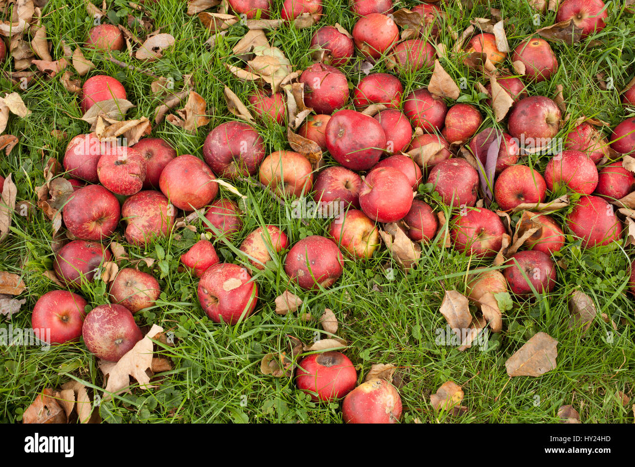 Fallen apples gather under an abandoned apple tree Stock Photo - Alamy