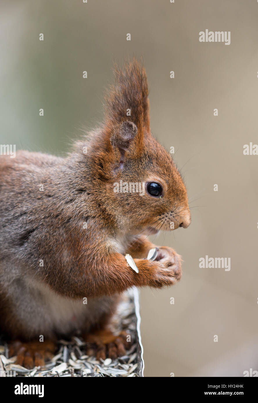 Cute young red squirrel eating sunflower seeds from a bird feeder Stock ...