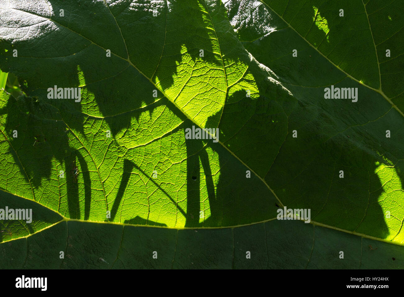Axminster gardens hi-res stock photography and images - Alamy