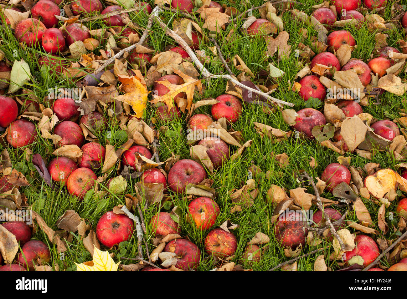 Unwanted Apple Tree High Resolution Stock Photography and Images - Alamy