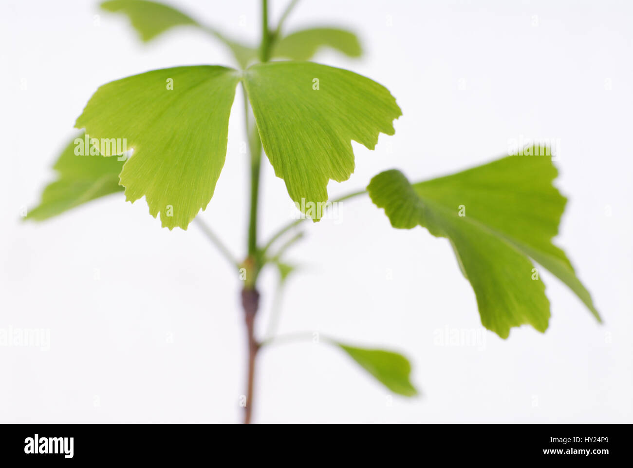 Ginkgo sheets, Ginkgo-Blätter Stock Photo - Alamy