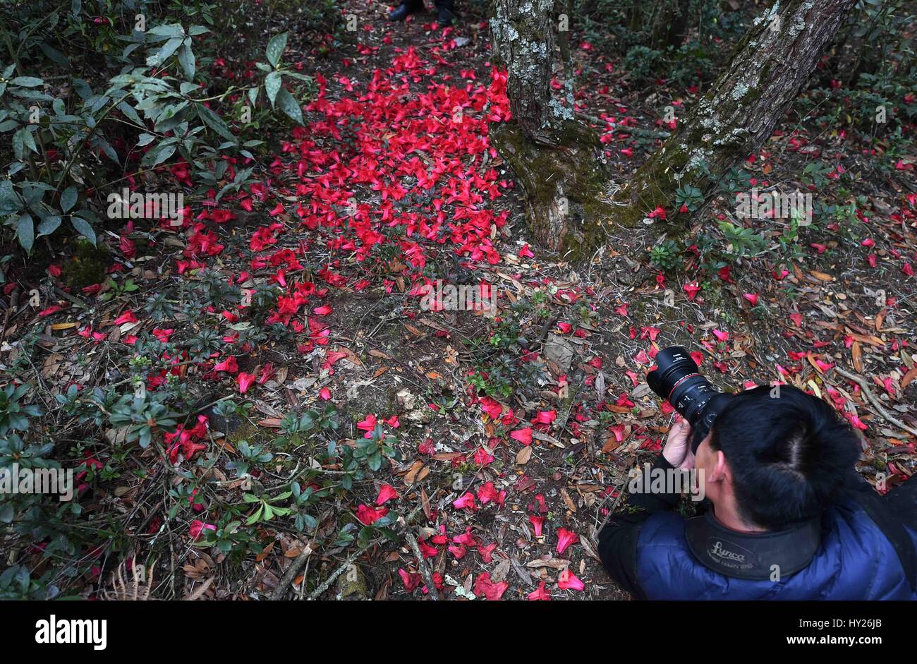 Fuyuan, China's Yunnan Province. 30th Mar, 2017. A tourist takes photos ...