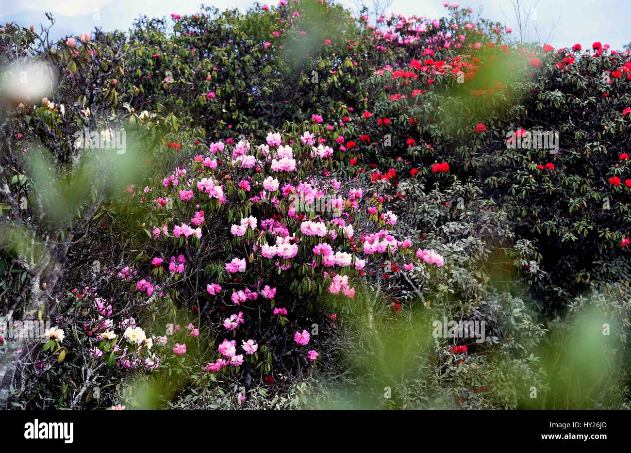 Fuyuan, China's Yunnan Province. 30th Mar, 2017. Lantana flowers are in ...
