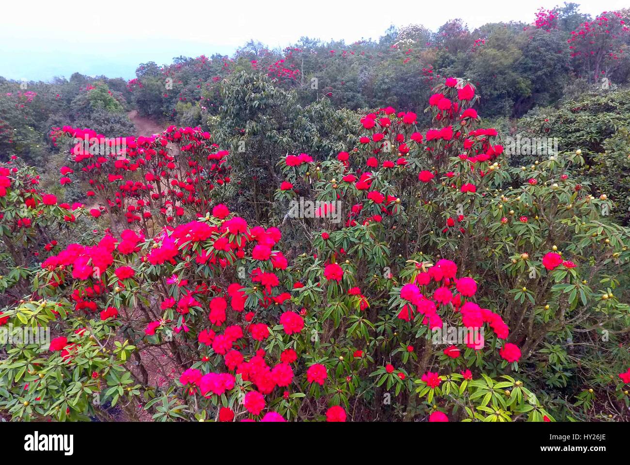 Fuyuan, China's Yunnan Province. 30th Mar, 2017. Lantana flowers are in ...