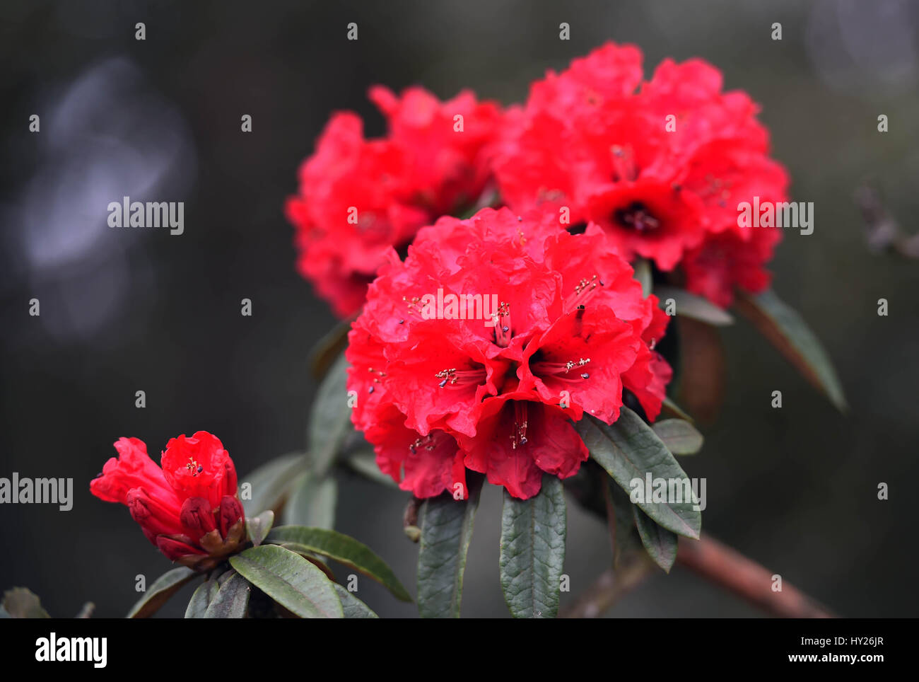 Fuyuan, China's Yunnan Province. 30th Mar, 2017. Lantana flowers are in ...