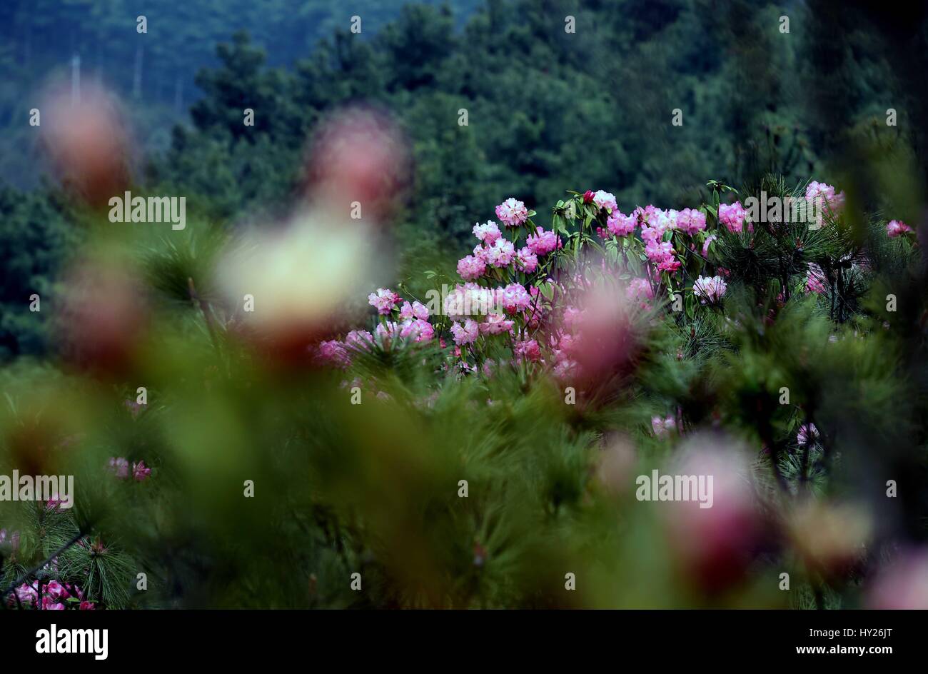 Fuyuan, China's Yunnan Province. 30th Mar, 2017. Lantana flowers are in ...