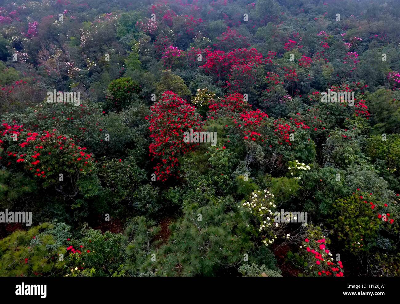 Fuyuan, China's Yunnan Province. 30th Mar, 2017. Flowers are in full ...
