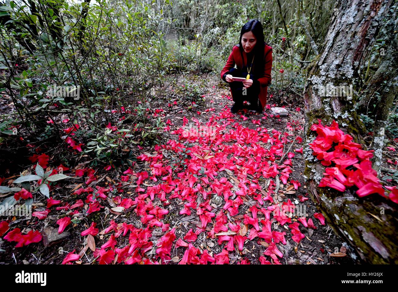 Fuyuan, China's Yunnan Province. 30th Mar, 2017. A tourist takes photos ...