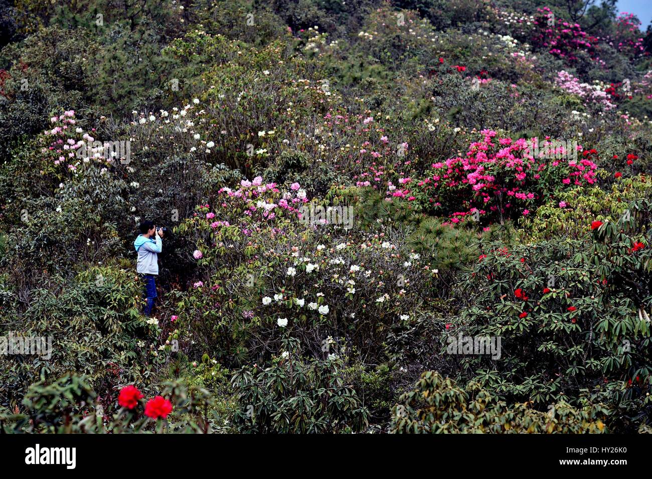 Fuyuan, China's Yunnan Province. 30th Mar, 2017. Flowers are in full ...