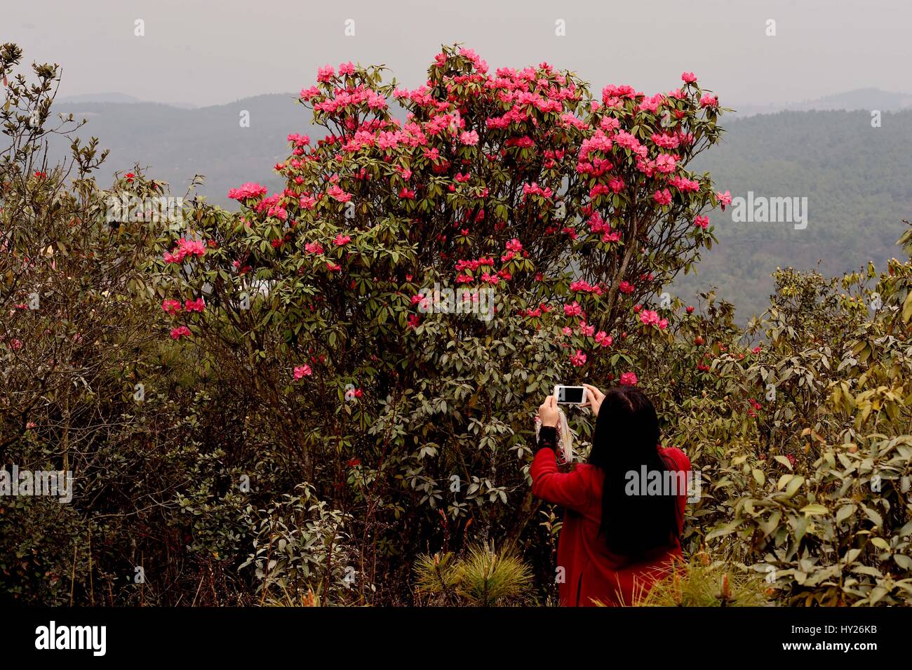 Fuyuan, China's Yunnan Province. 30th Mar, 2017. A tourist takes photos ...