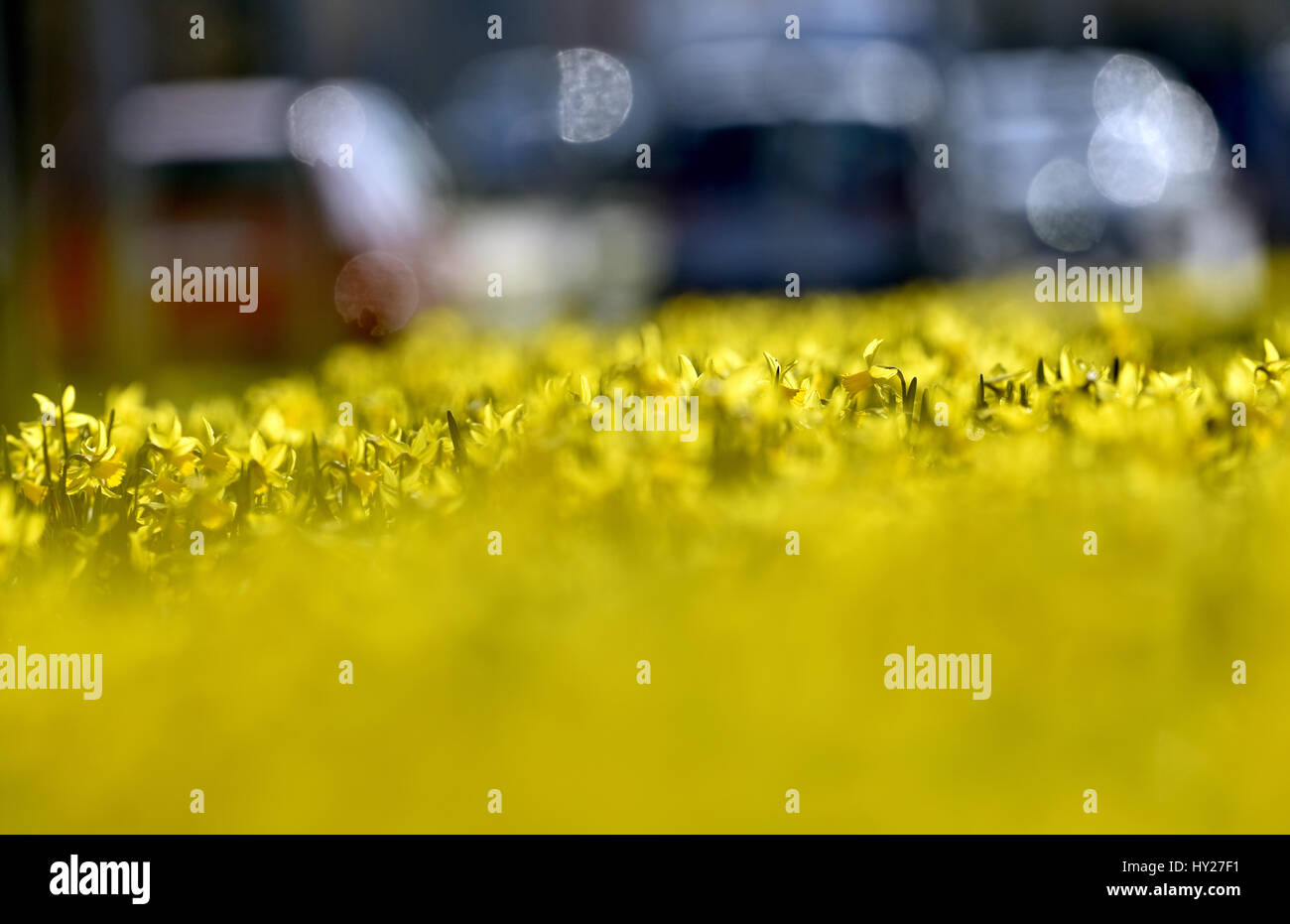Teltow, Germany. 31st Mar, 2017. Daffodils on a roadside verge in ...
