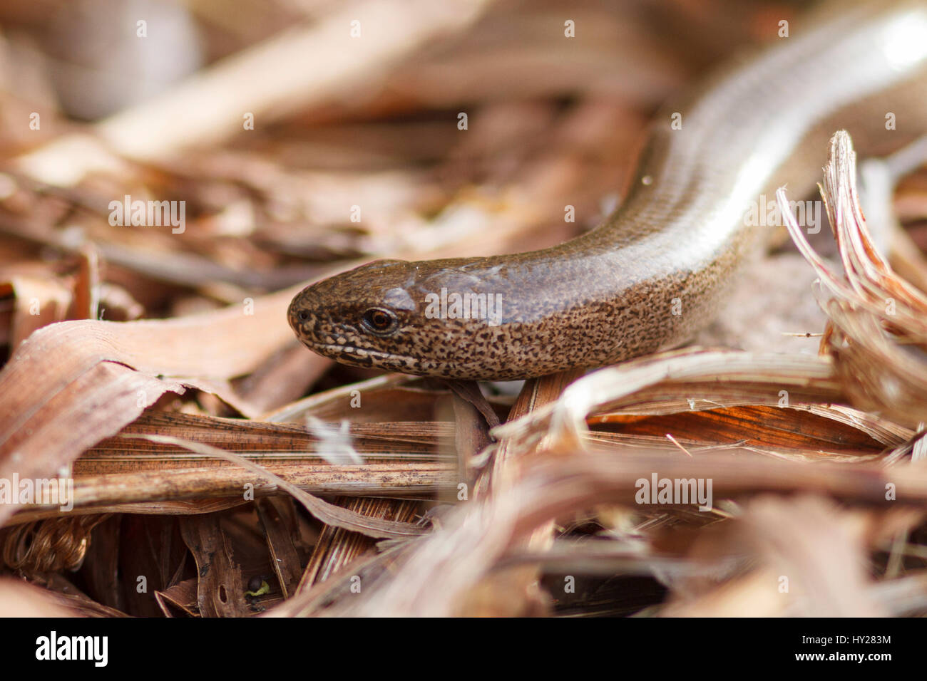 Slow worm uk spring hi-res stock photography and images - Alamy