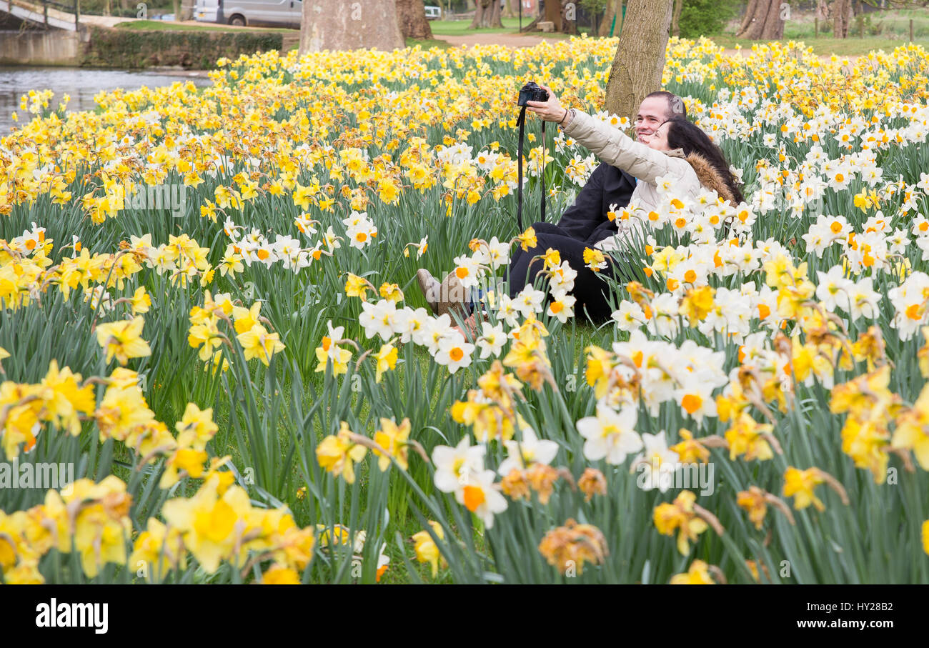 Oxford, Uk 31st March 2017 a couple takes a selfie with the blooming ...