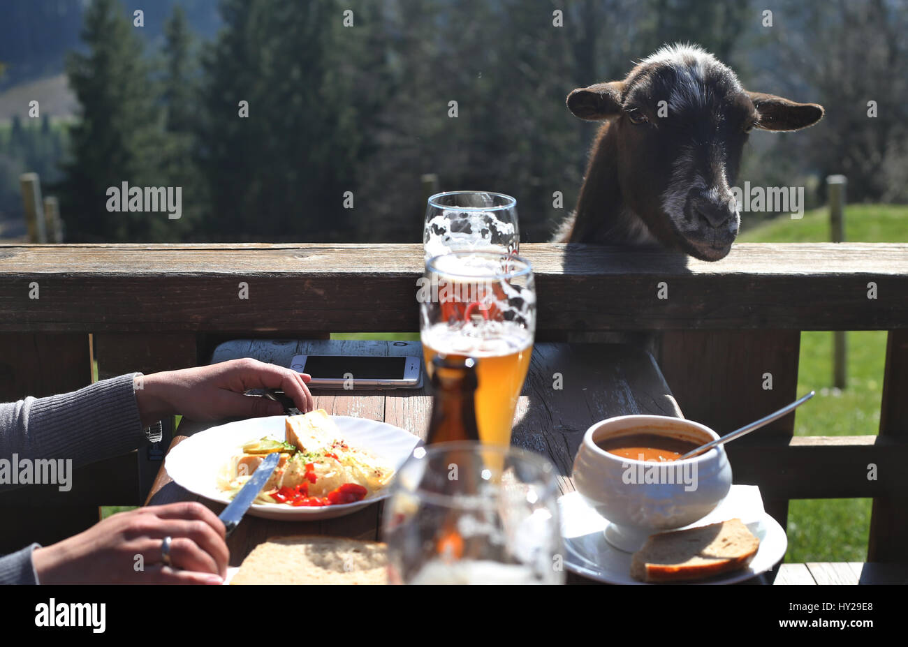 Seeg, Germany. 27th Mar, 2017. A goat stretches its necks to snatch up ...