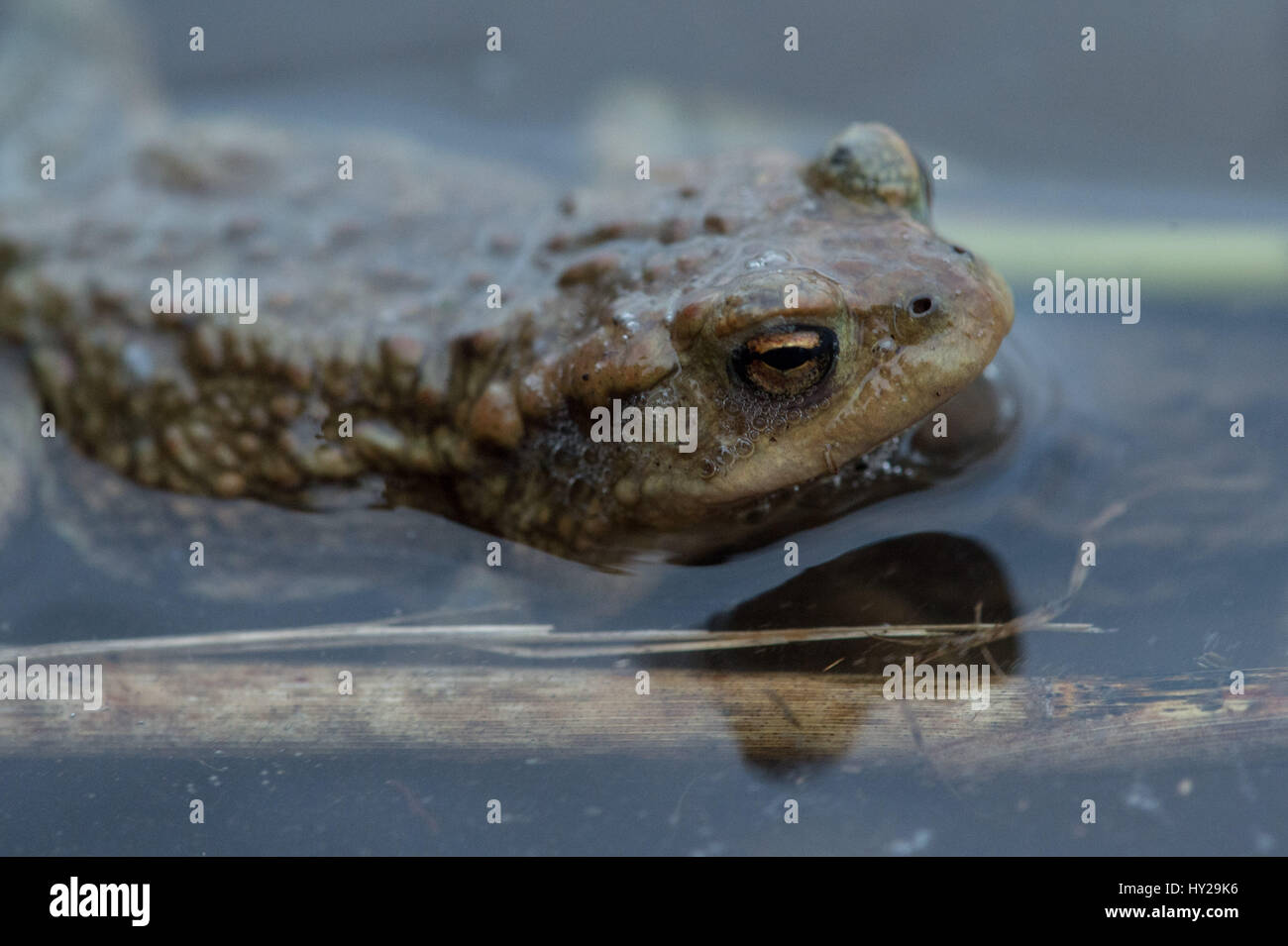 A toad sits in a lake in Loburg, Germany, 21 March 2017. The toad ...