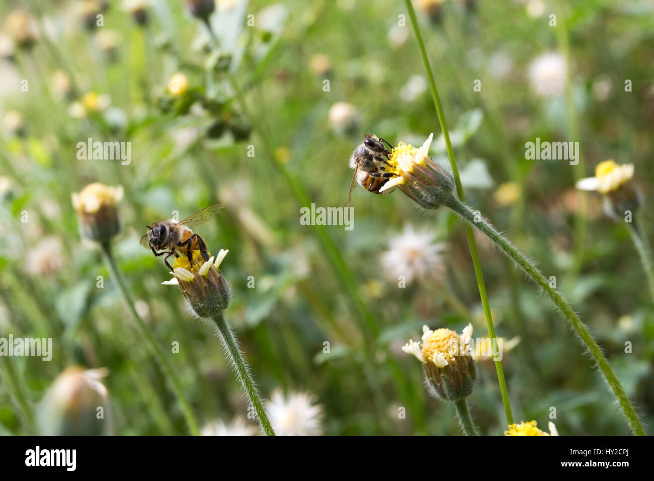 White lights insects hi-res stock photography and images - Alamy