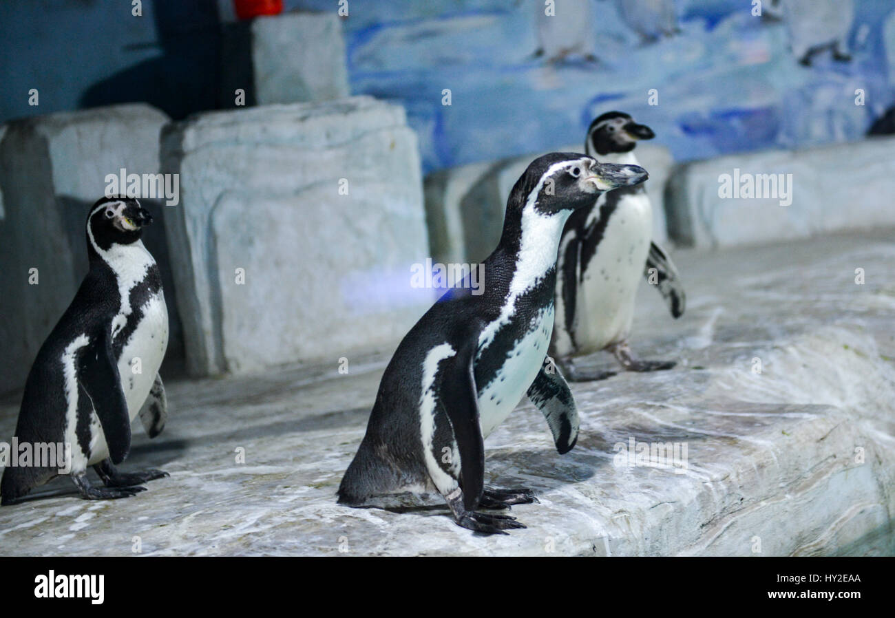 Zoo penguins china hi-res stock photography and images - Alamy