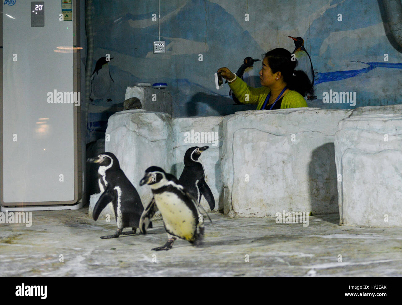 Zoo penguins china hi-res stock photography and images - Alamy