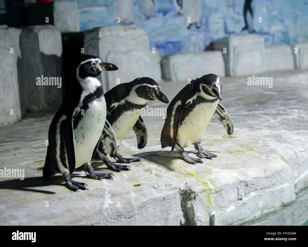 Zoo penguins china hi-res stock photography and images - Alamy