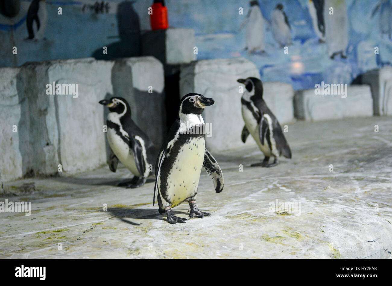 Zoo penguins china hi-res stock photography and images - Alamy