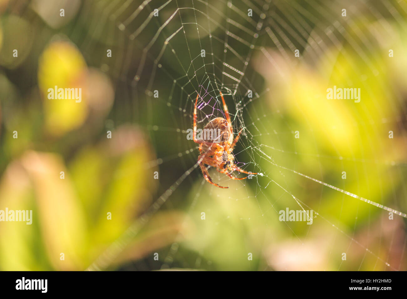 Orb weaver spider on web in green natural area Stock Photo - Alamy