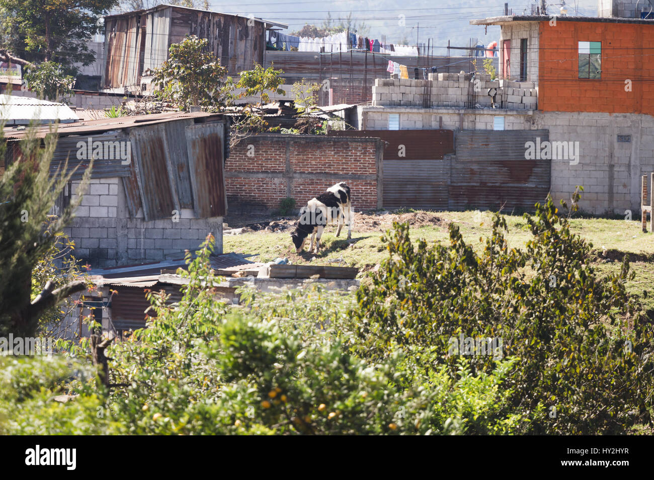 Lone cow grazing near shacks and houses in rural Guatemalan town Stock ...